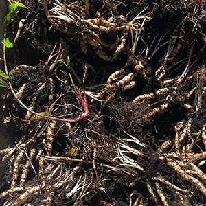 Solitary Creek Seeds – Heritage and Heirloom open pollinated seeds